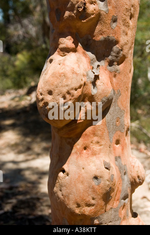 Gnarled gum tree New South Wales Austraia Stock Photo - Alamy