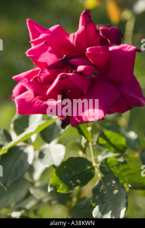 Papa Meilland rose Stock Photo - Alamy