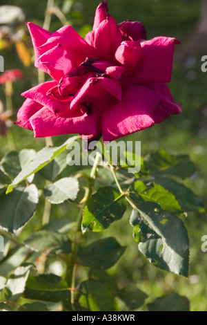 Rose, Papa Meilland Stock Photo - Alamy