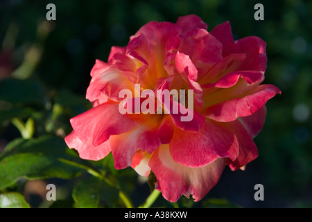 Dame Elizabeth Murdoch rose Stock Photo - Alamy