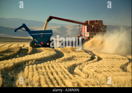 Combine dumping grain Stock Photo - Alamy