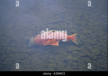 Dead red salmon fish on the beach in Alaska Stock Photo - Alamy