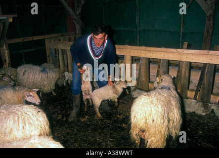 French Basque shepherd, shepherd, flock of sheep, Pyrenees Mountains ...