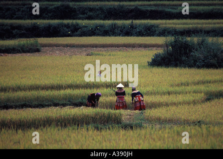 Indigenous Hmong Tribe Farming Community Stock Photo - Alamy