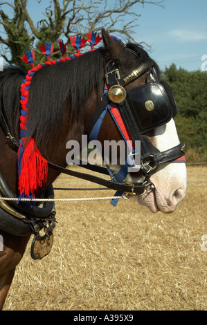 Shire Horse - portrait Stock Photo - Alamy
