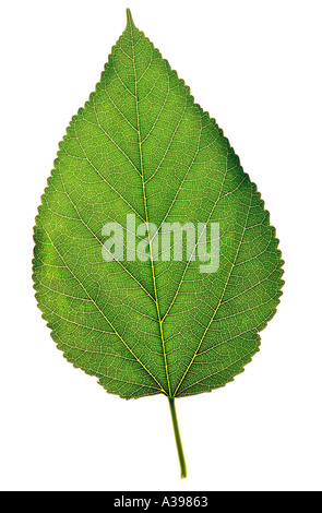 A deciduous leaf Stock Photo - Alamy