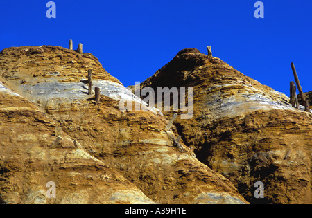 cactus southern alberta Stock Photo - Alamy