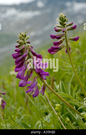 Alpine sainfoin (Hedysarum hedysaroides Stock Photo - Alamy