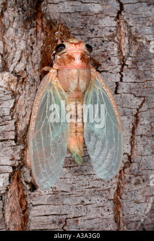 An Australian cicada nymph shedding its shell for the last time to ...