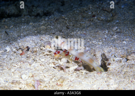 Randalls Shrimpgoby, Amblyeleotris randalli living in a symbiotic ...
