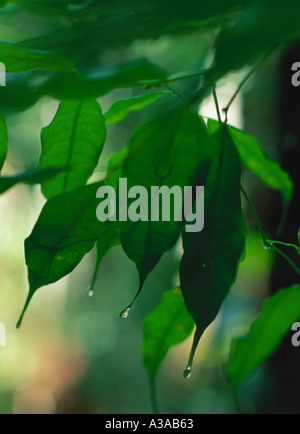 Rainforest leaf with drip tip Stock Photo - Alamy