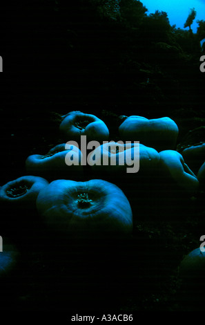 Corallimorpharia (Amplexidiscus fenestrafer) at Big Drop-Off (Ngemelis ...