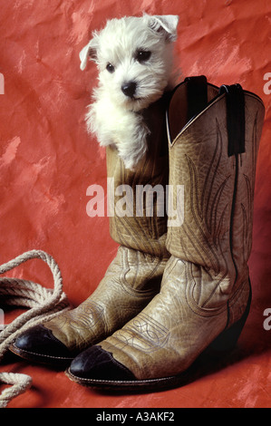 a white Westi Stock Photo - Alamy