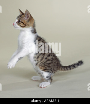 Young fluffy kitten in the chest Stock Photo - Alamy