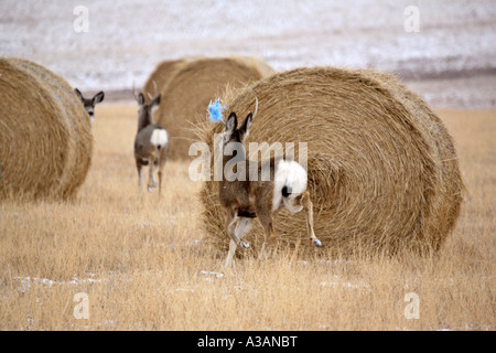 mule deer buck with blue plastic on antler Stock Photo - Alamy