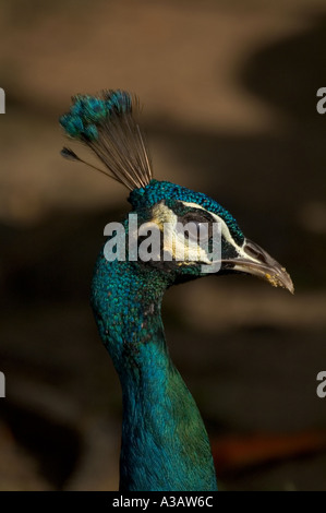 Asian Green Peacock or Java peafowl (Pavo muticus), closeup of the head ...