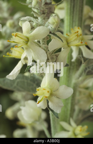 Verbascum lychnitis. (White mullein, Candlewick plant) Close up of ...