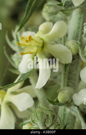 Verbascum lychnitis. (White mullein, Candlewick plant) Close up of ...