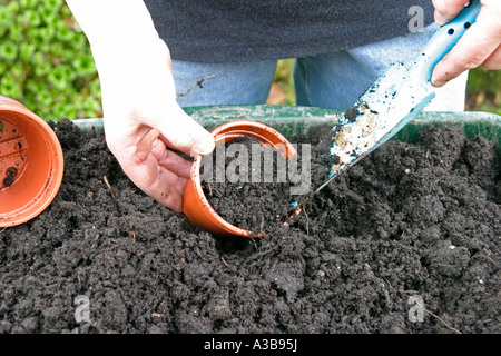 Potting on plug plants step 5 insert plant into hole Stock Photo - Alamy