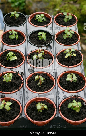 Potting on plug plants step 5 insert plant into hole Stock Photo - Alamy