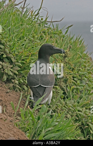 Razorbill, Alca torda, climbing up cliff edge, stretching wings ...