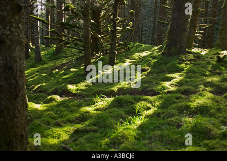 Spruce forest moss near coast Kodiak Island Southwest Alaska Stock ...