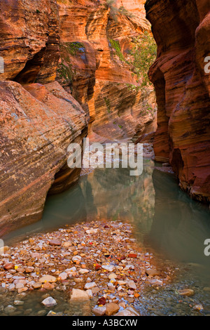 small stream running through slot canyon at Zion National Park, Utah ...