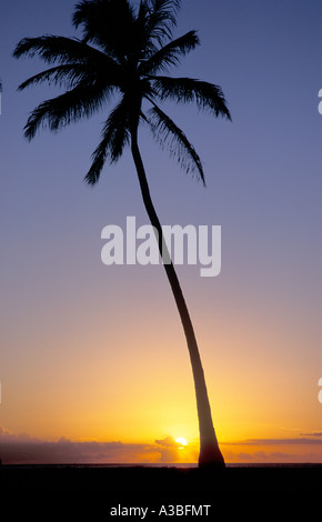 Silhouette of Palm and Coconut trees in the horizon with beautiful ...