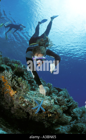 A vertical shot of scuba divers swimming underwater and exploring a ...