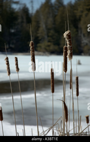 Cattail. Bullrush Wetland plant Stock Photo - Alamy