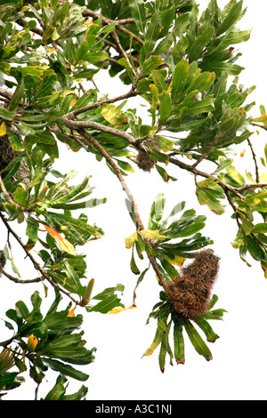 Australia, Old Man Banksia Stock Photo - Alamy