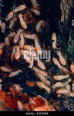 zoology / animals, insects, termite, (Isoptera), termite hill, in ...