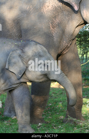 Elephant calf trunk animal wildlife nature forest mammal, cute elephant ...