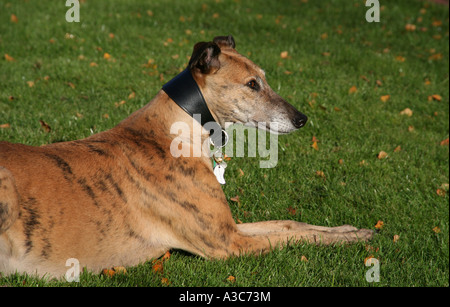 A brindle greyhound Stock Photo - Alamy