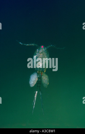 Fresh Water Copepod, Cyclops sp. With spawn Stock Photo - Alamy