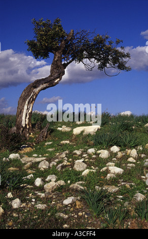 Lone bent olive tree at Kourion Cyprus Stock Photo - Alamy
