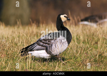 Barnacle goose (Branta leucopsis) foraging in meadow in spring Stock ...