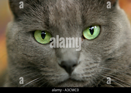 Portrait of Gray Cat Stare up on Isolated Black Background Stock Photo ...