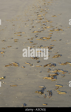 Many razor clams at coastline beach the Netherlands Stock Photo - Alamy