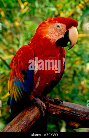 A Scarlet Macaw at an Amazon jungle lodge nr Manaus Amazonas state ...