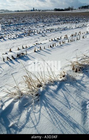 Farmers field wind swept and frozen Stock Photo - Alamy