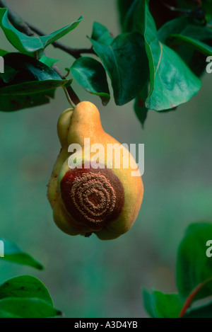Fungus, Monilinia sp. Mold on Quince fruit Stock Photo - Alamy