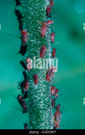 Aphids, Family Aphididae. Colony on stem Stock Photo - Alamy