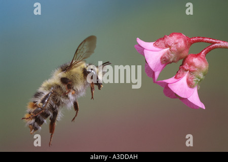 Shrill Carder Bee, Bombus sylvarum, on Knapweed flower; Salisbury Plain ...