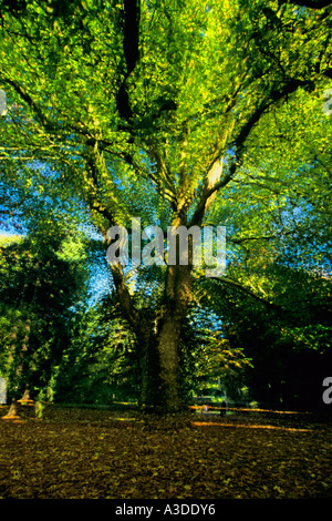 Zoom burst of Japanese maple tree, Westonbirt Arboretum ...