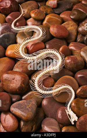 science reptile bone snake skeleton anatomy spine backbone science ...