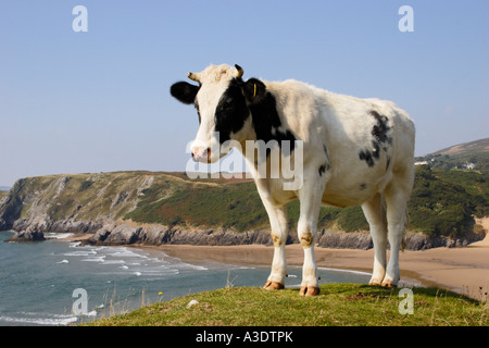 BRITISH FRIESIAN COW ON CLIFFTOP AT THREE CLIFFS BAY, GOWER PENINSULA ...