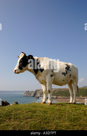 BRITISH FRIESIAN COW ON CLIFFTOP AT THREE CLIFFS BAY, GOWER PENINSULA ...