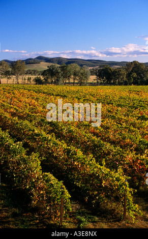 Vineyard, King Valley near Milawa, Victoria, Australia Stock Photo - Alamy