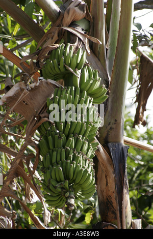 Green Plants Growing In Large Industrial Greenhouse Stock Photo - Alamy